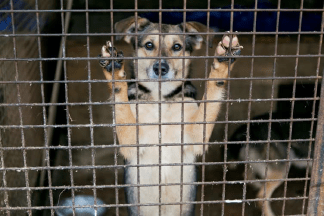 10 Things You Must Know | PlayStayTion Pet Resort and Training